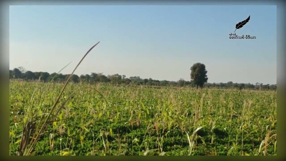 ရွှေဘို၊ ကုလားမလက်ကောက်ကျကျေးရွာသို့ စစ်ကူလာသော စစ်ကောင်စီ ဆိုင်ကယ် ၆ စီးကို ဒေသကာကွယ်ရေးတပ်ဖွဲ့